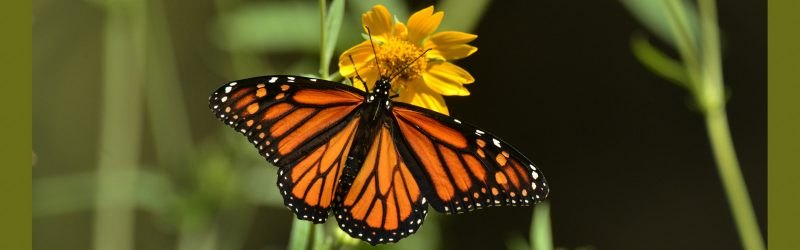 Out West: Western Monarch Conservation Efforts – Breeding and Migratory ...
