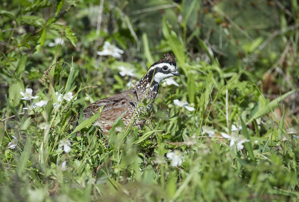 Western Quail Working Group – WAFWA