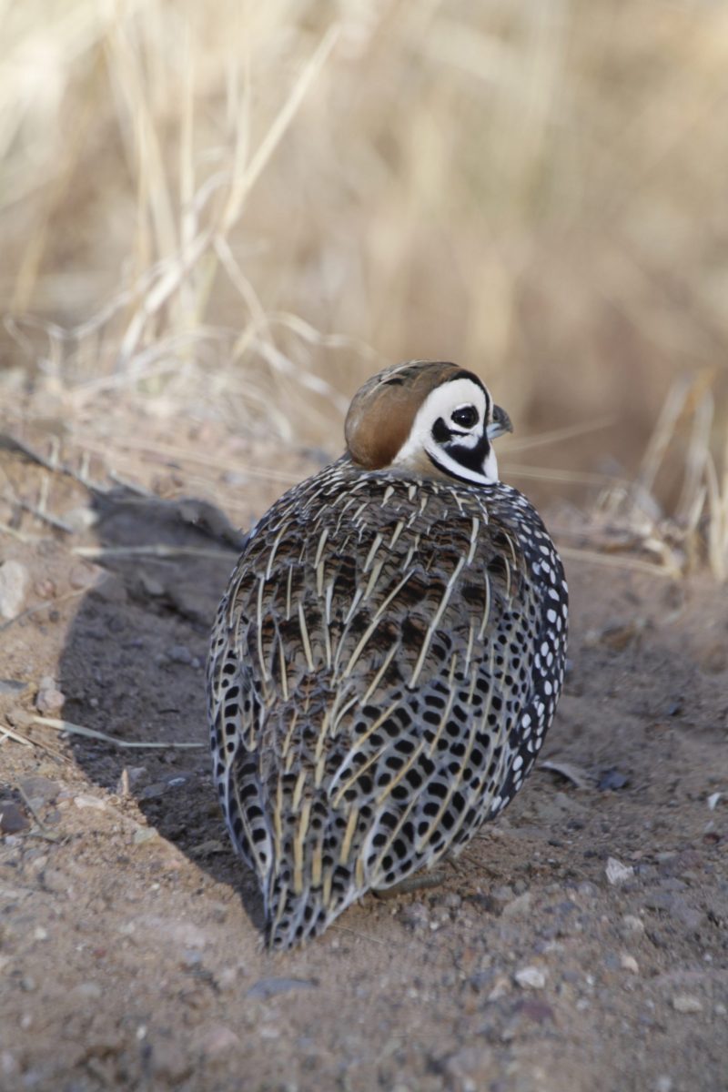 Western Quail Working Group – WAFWA