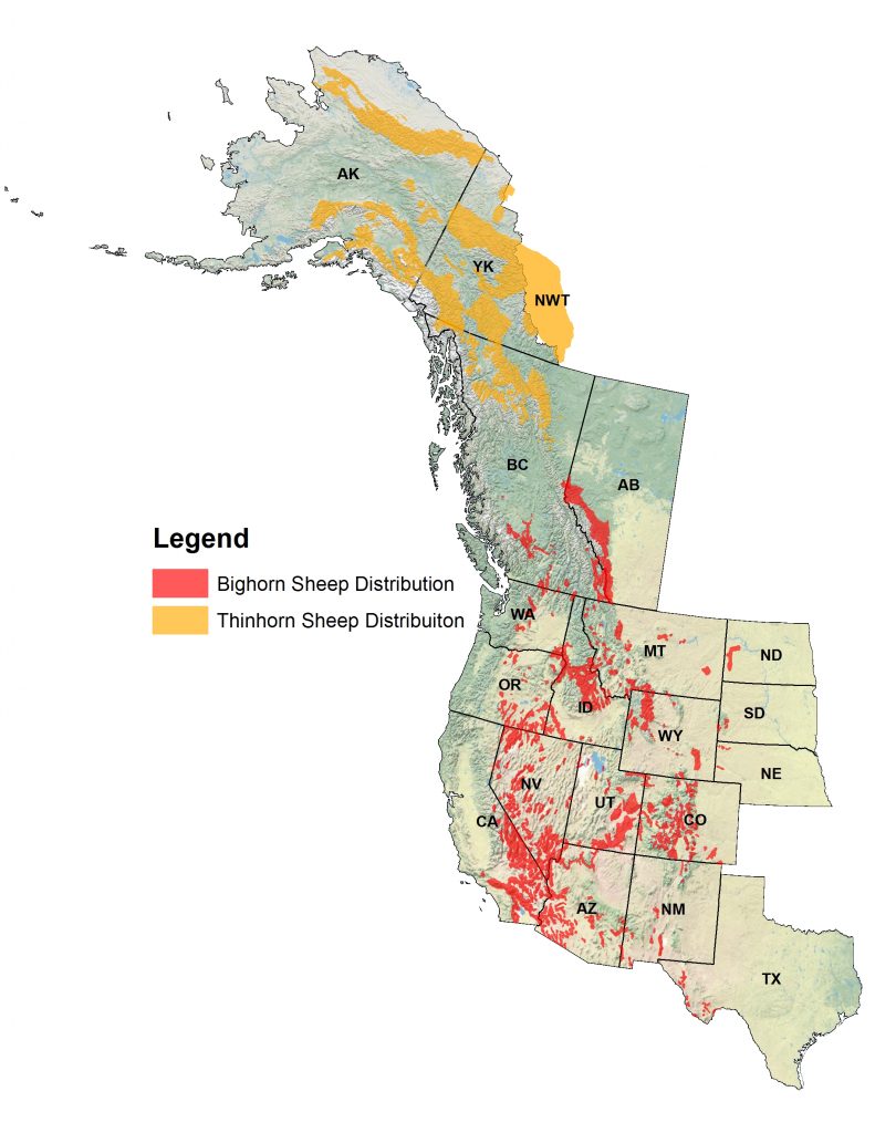 Wild Sheep Initiative – WAFWA
