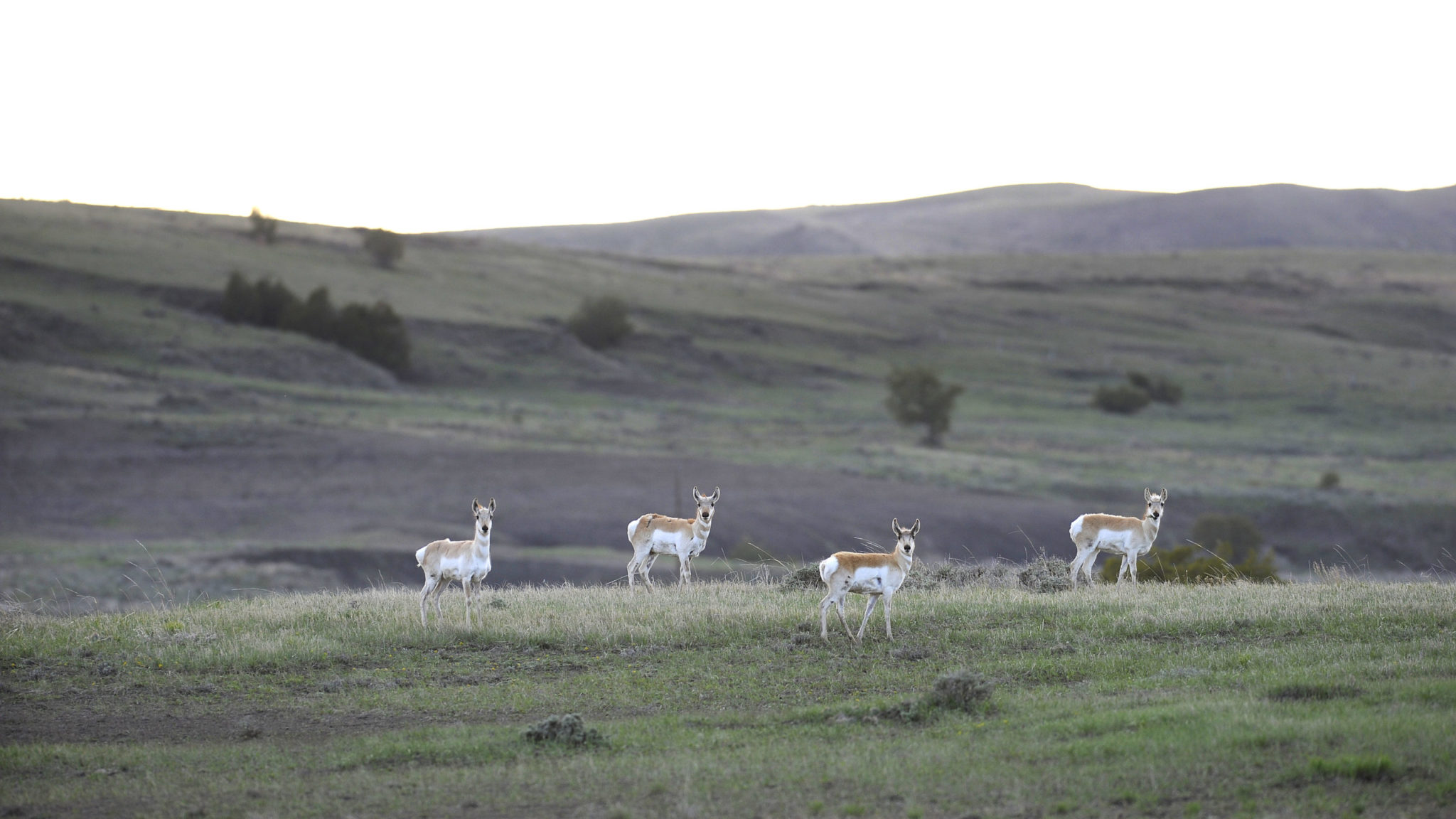 Western State, Federal, and Tribal Partners Map Ungulate Migration ...