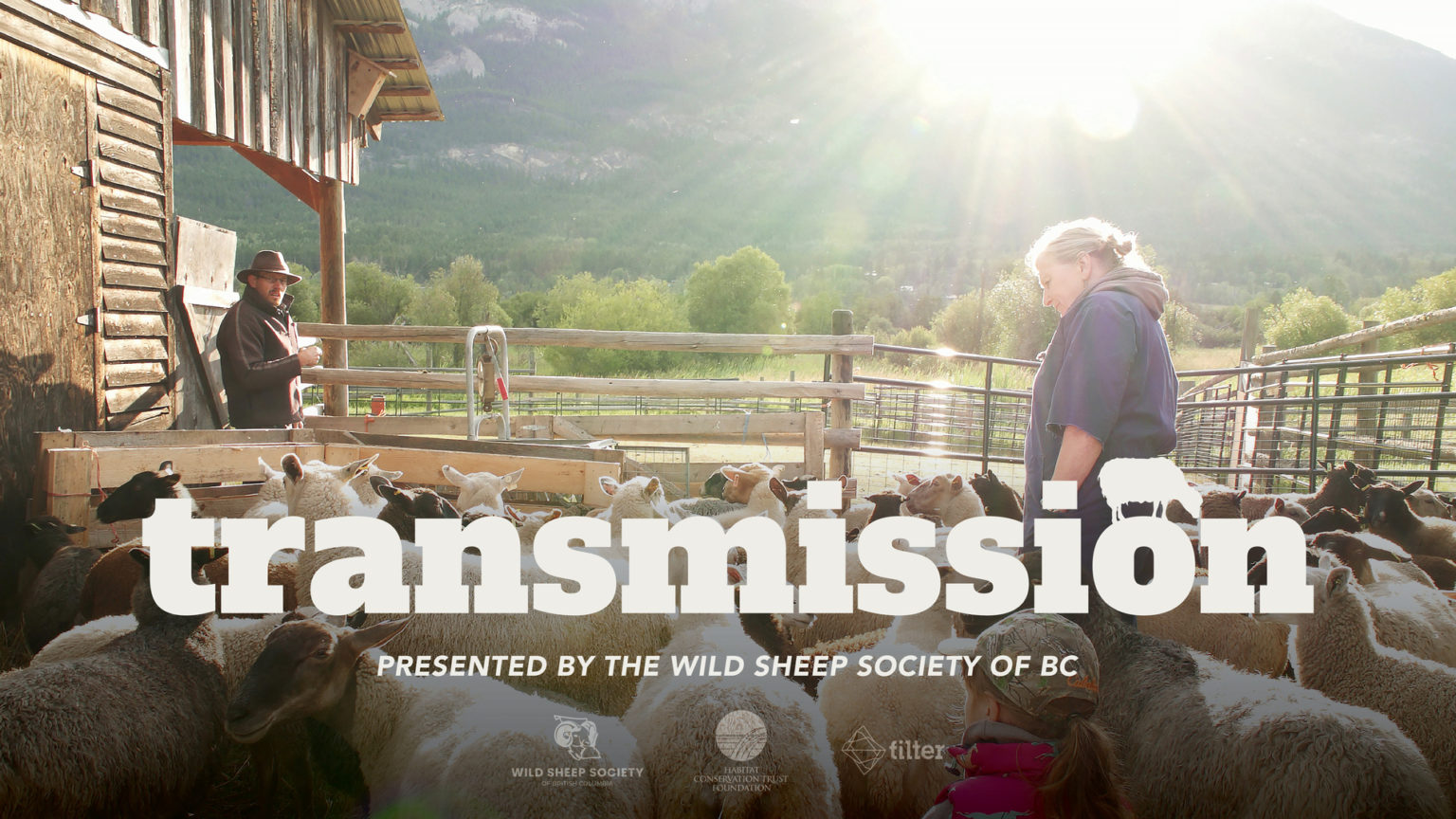 Wild Sheep Initiative – WAFWA