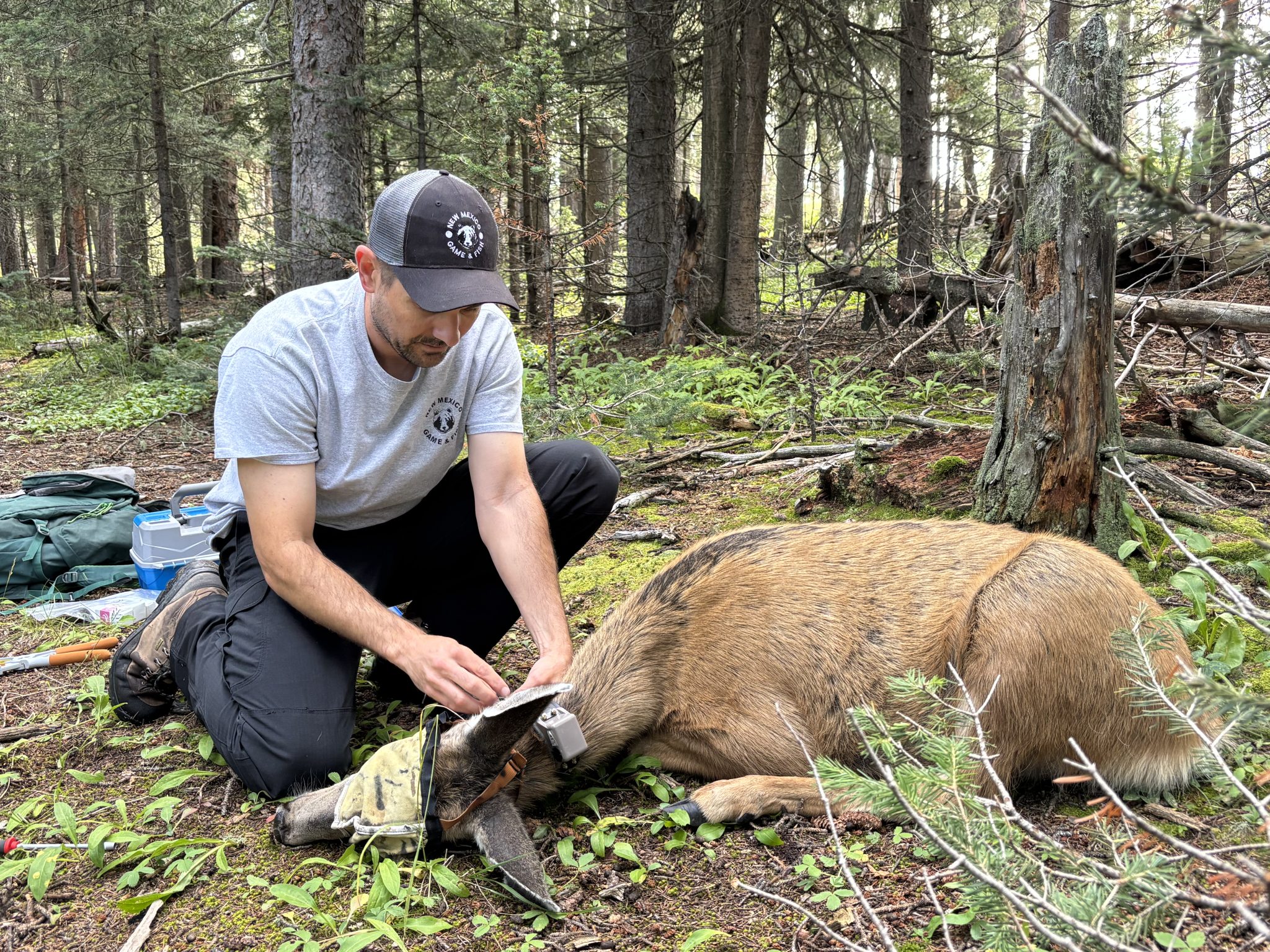 Wildlife Movement and Connectivity Initiative – WAFWA